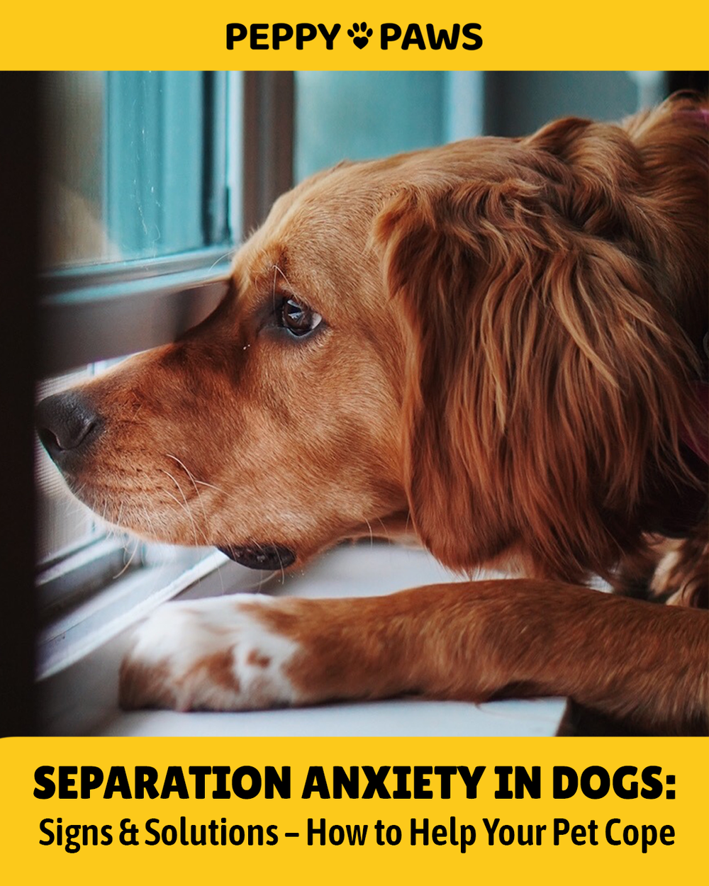 Separation Anxiety in Dogs: Signs & Solutions – How to Help Your Pet C ...